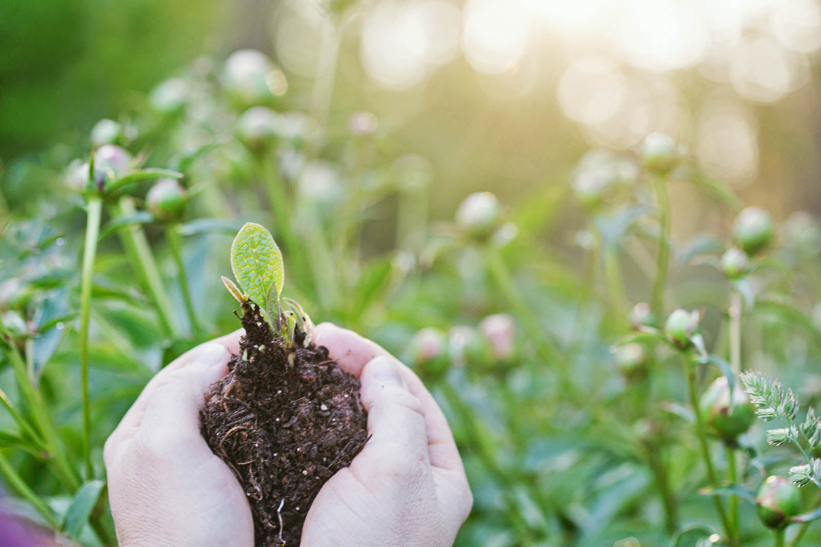 Hormone Imbalance & Wellness Products | MoonMaid Botanicals